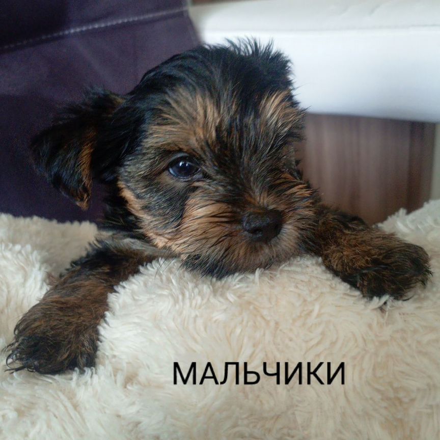 Йоркширский терьер, щенок