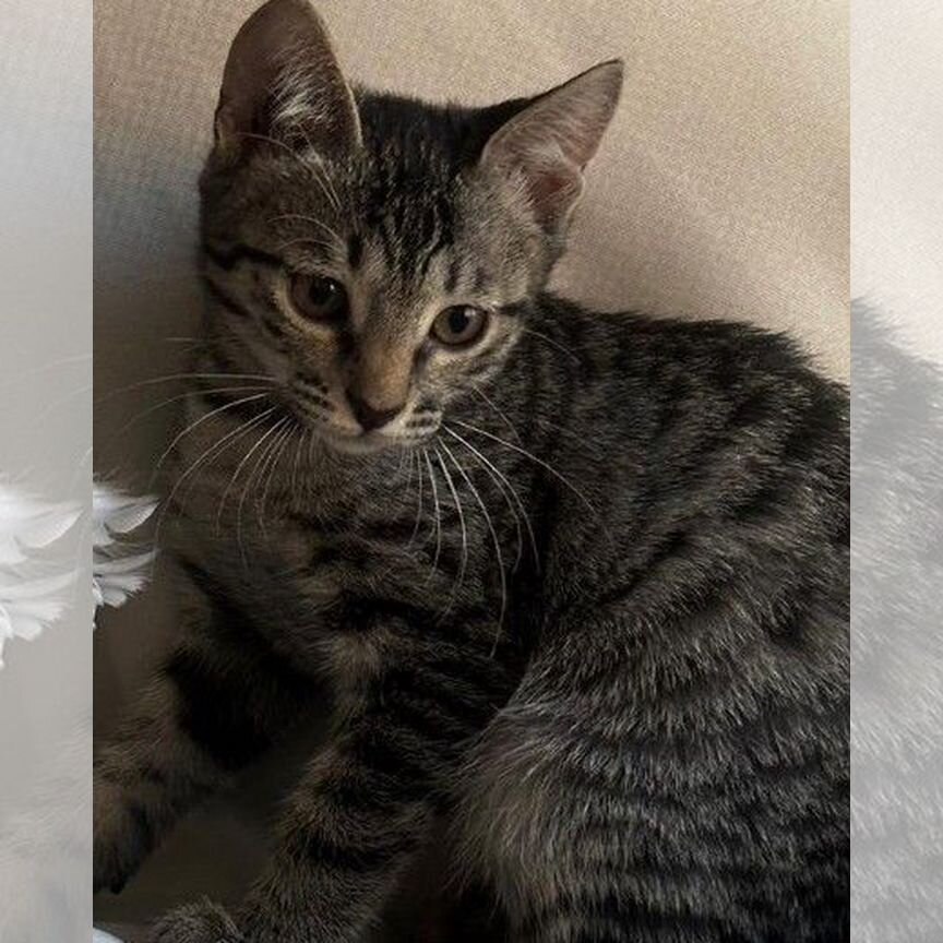 Малышка Мышка