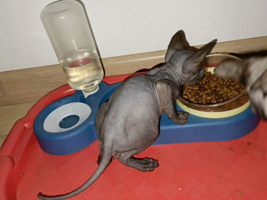 Канадский сфинкс