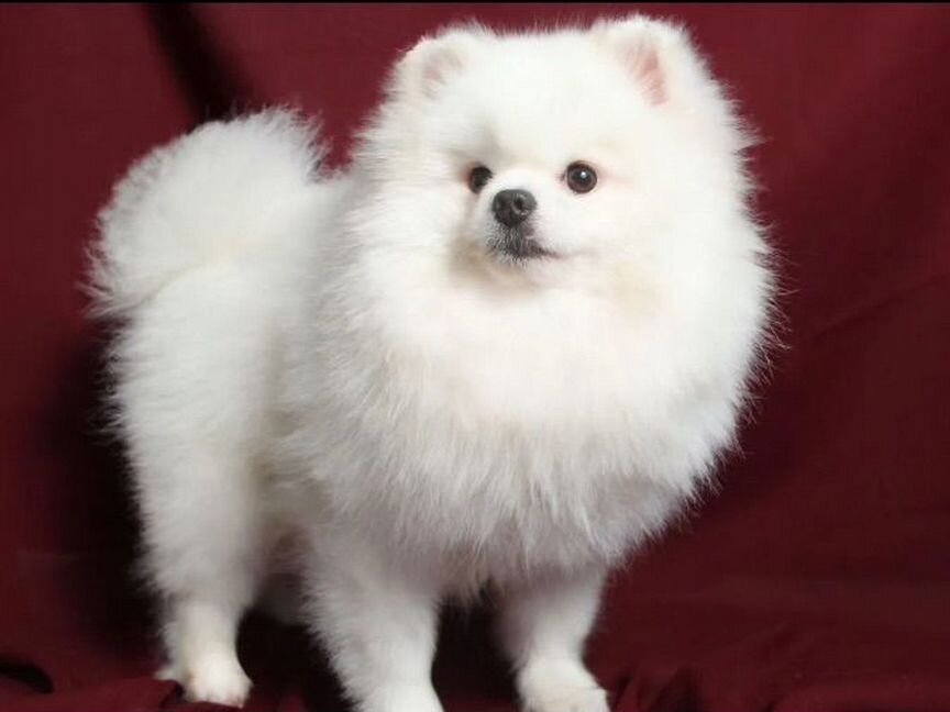 Померанский шпиц