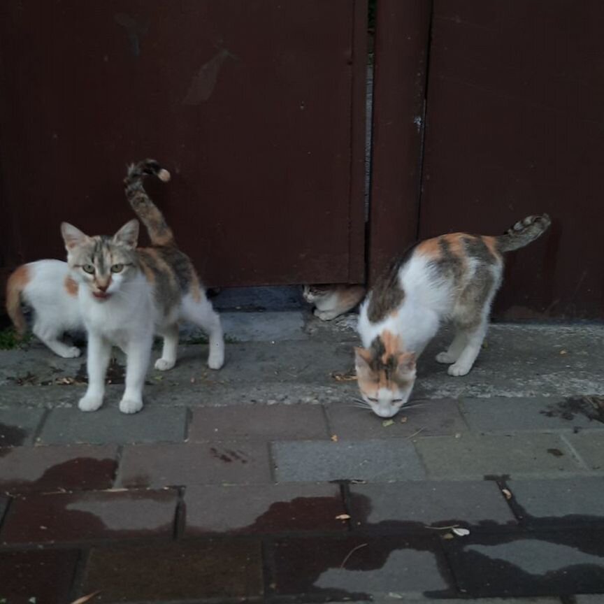 Кошки в добрые руки