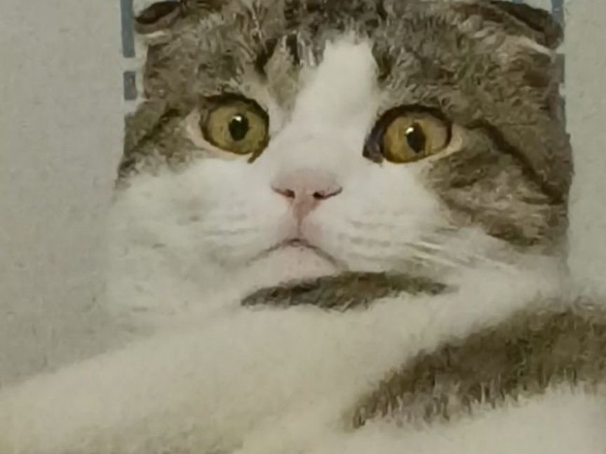 Вислоухий кот "Принц"