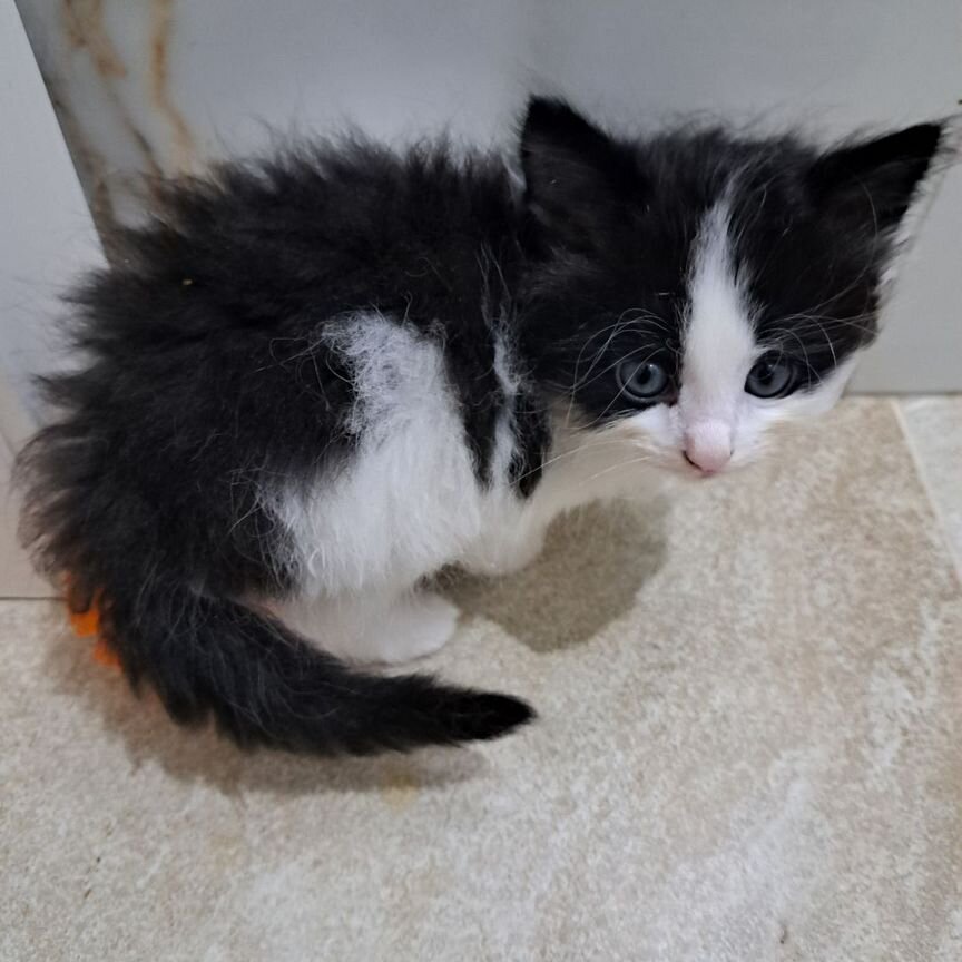 Котенок ищет дом