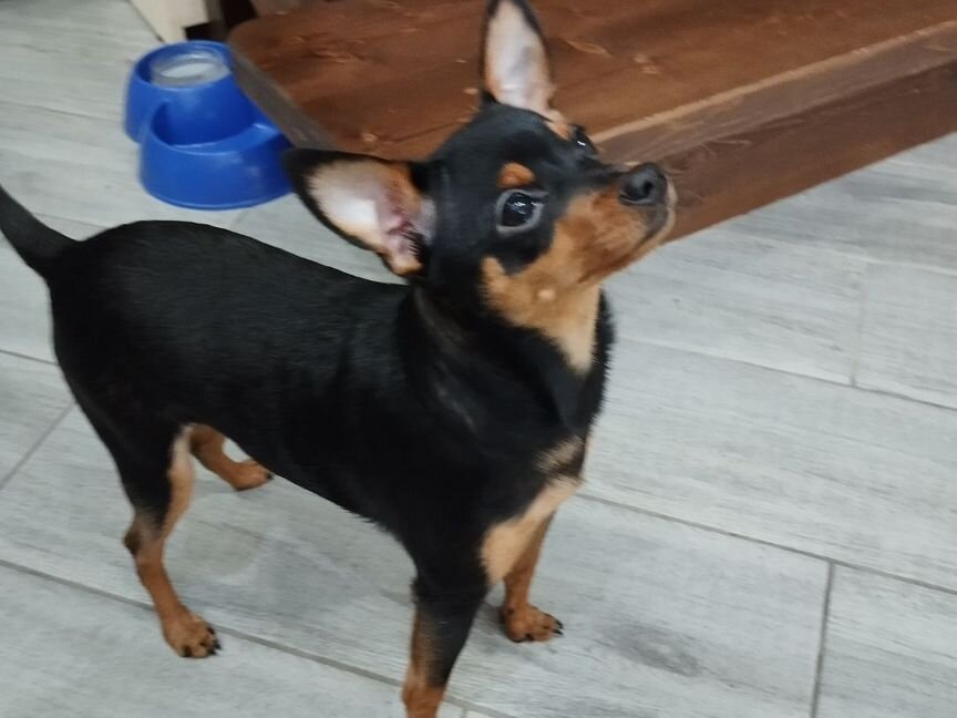 Вязка Кабель той-терьер