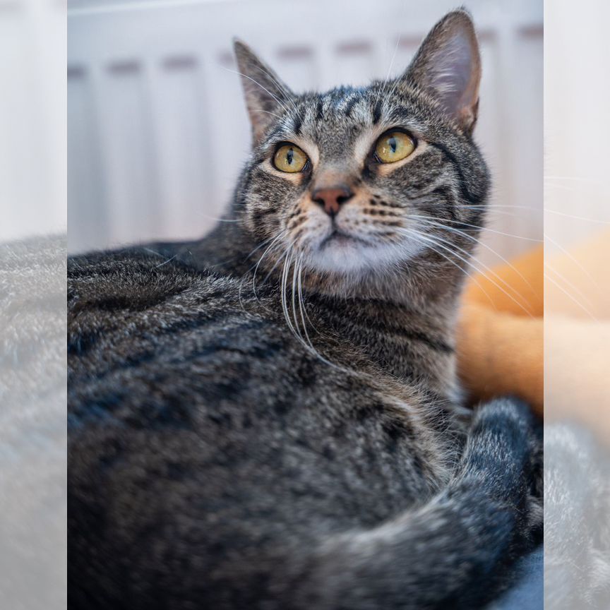 Взрослая, кошка в добрые руки