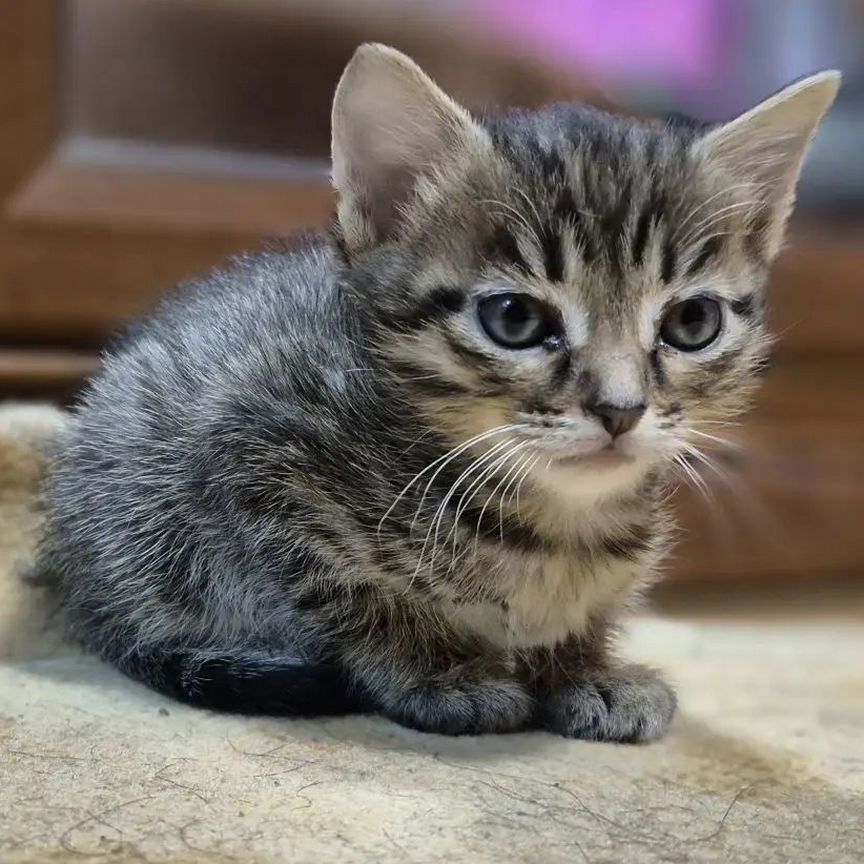 Котёнок в добрые руки