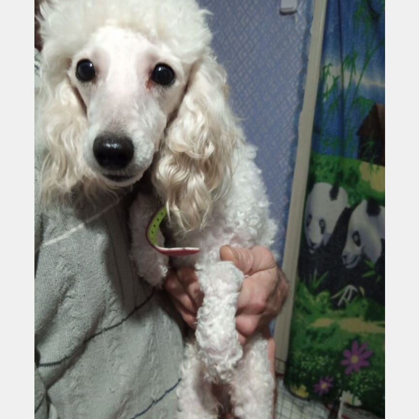 Карликовый пудель Вязка