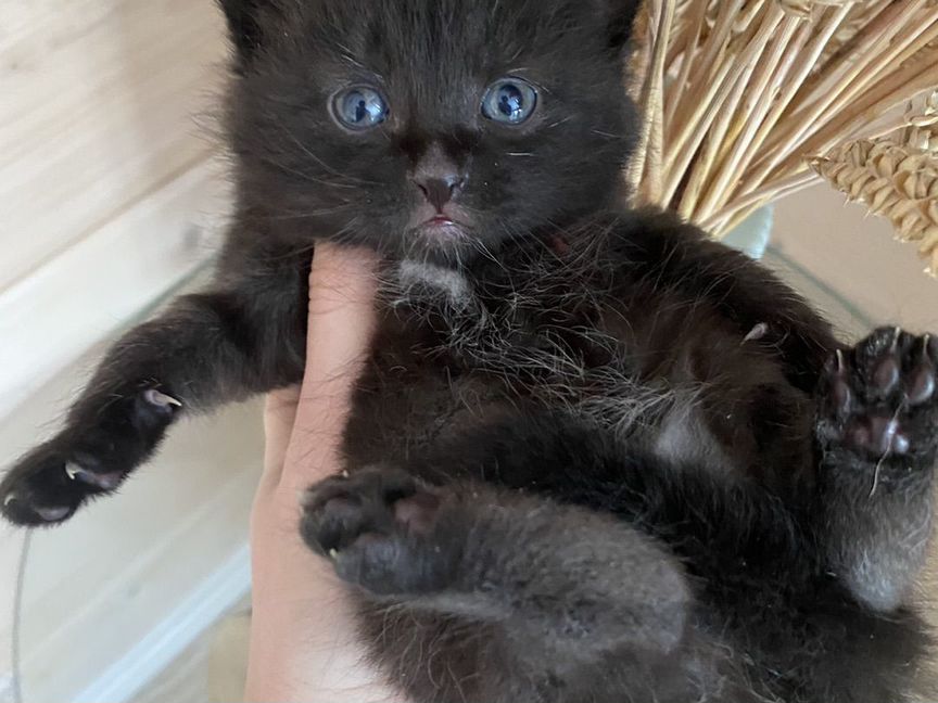 Котенок