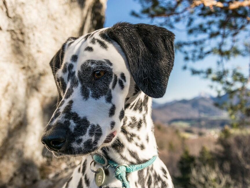 Продам долматинца девочку