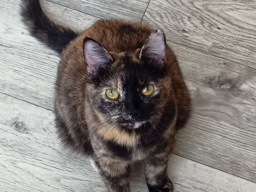 Кошка в дар