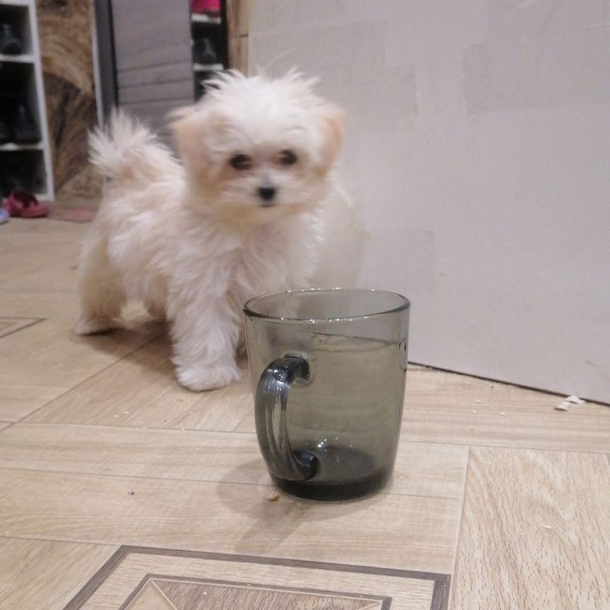 Мальтипу мини