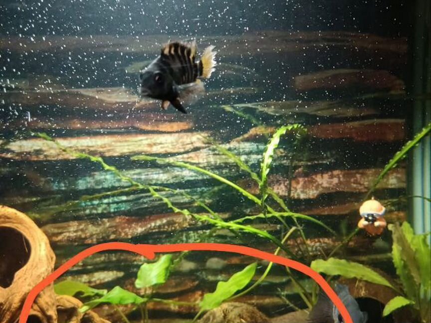 Цихлида Малави