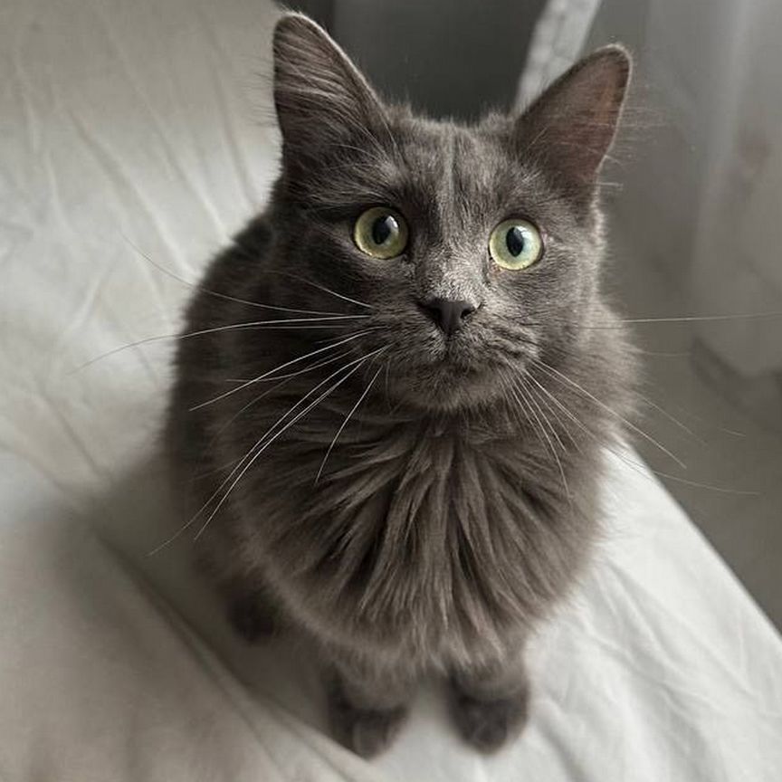 Взрослая кошка в добрые руки