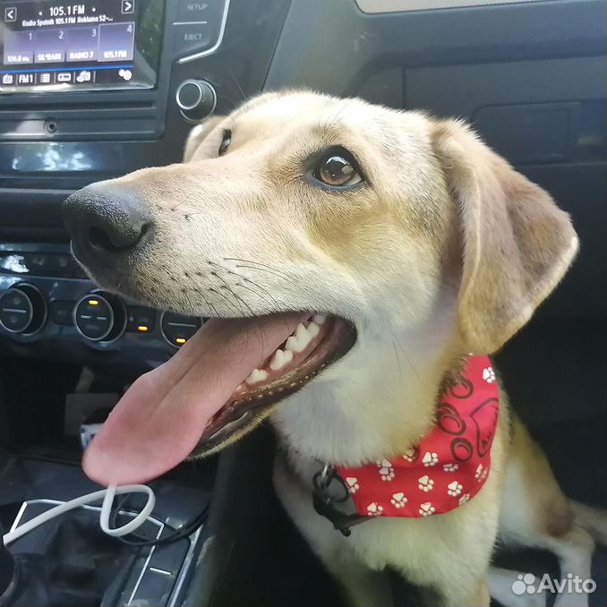 Щенок-девочка идеальный компаньон бесплатно