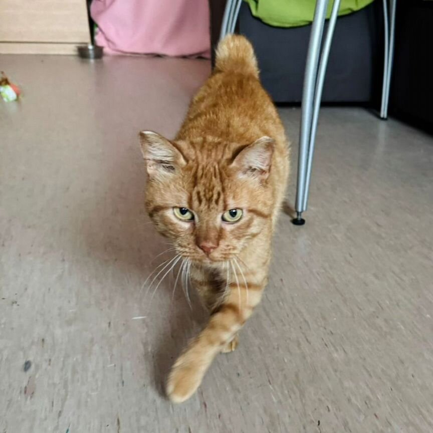 Ищем дом котику Моте