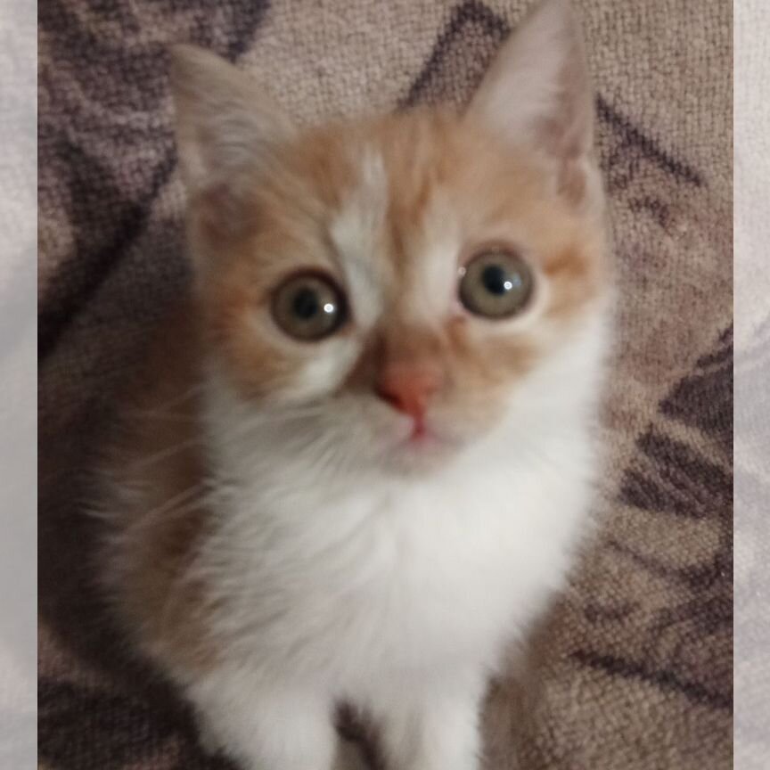 Сибирские котята, девочки