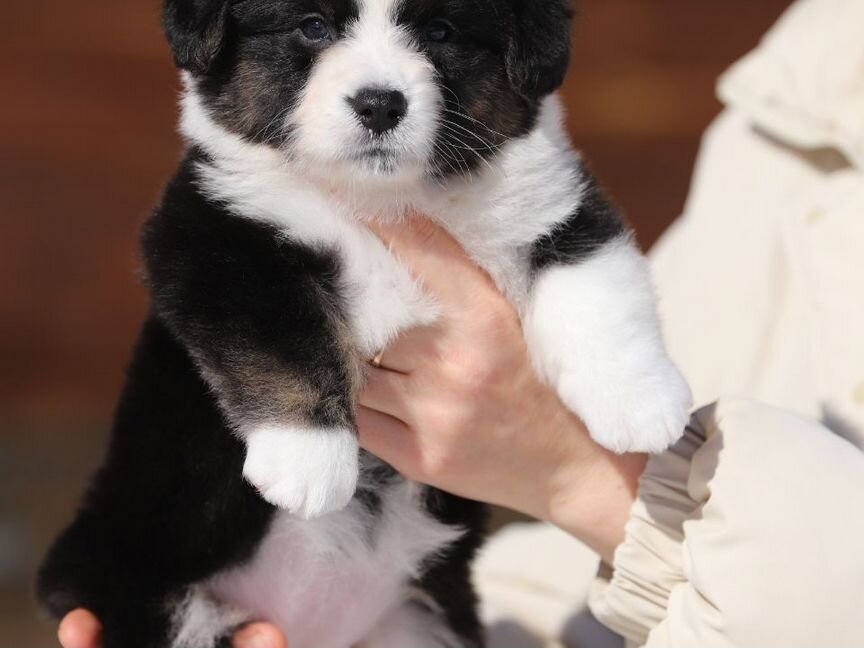 Вельш-корги кардиган флаффи