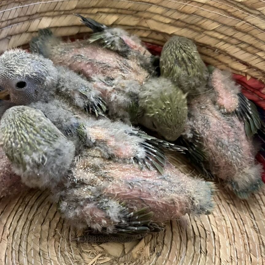 Птенцы неразлучников выкормыши