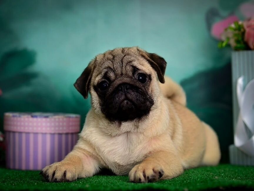 Мопсик мальчик