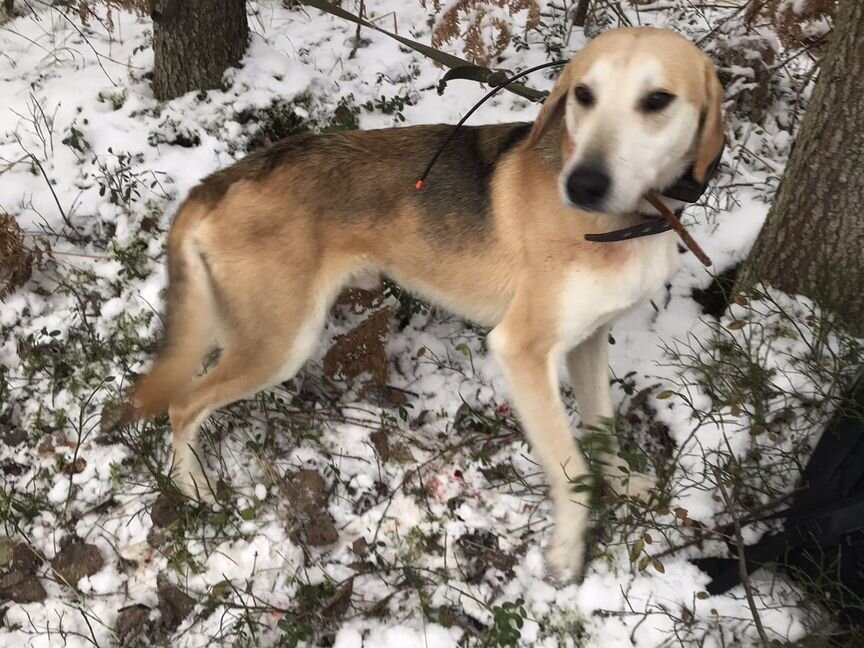 Русская гончая