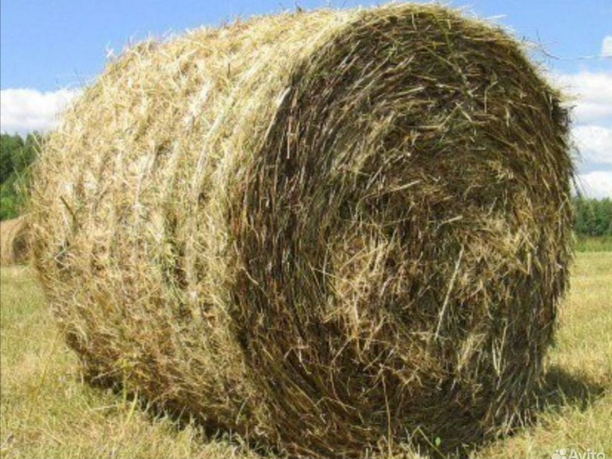 Сено в рулонах