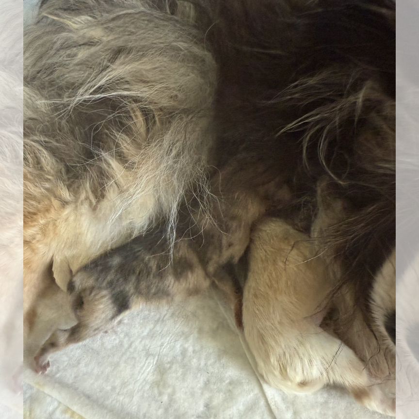 Померанский шпиц, щенок