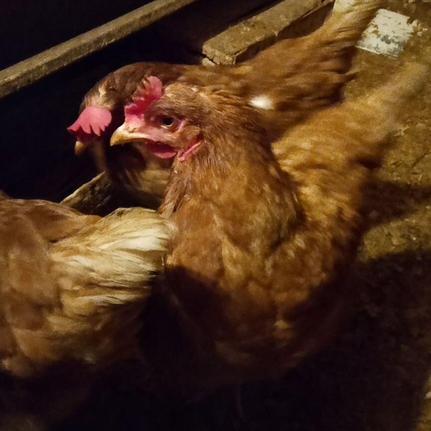 Куры молодки несушки