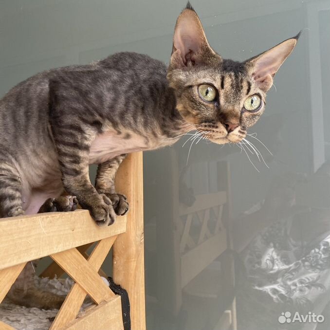 Девон-рекс тигровый Яша