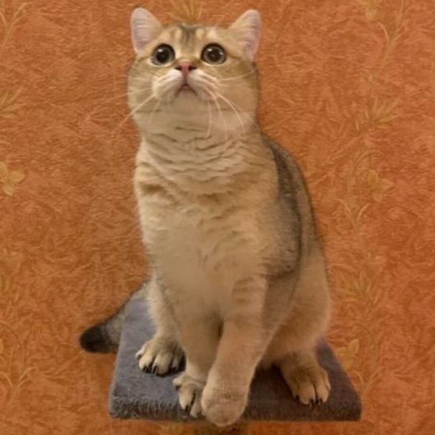 Шотландский прямоухий короткошёрстный, взрослый кот