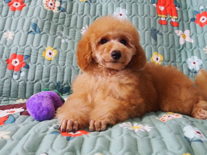 Той-пудель, мальчик, 3 мес, документы РКФ