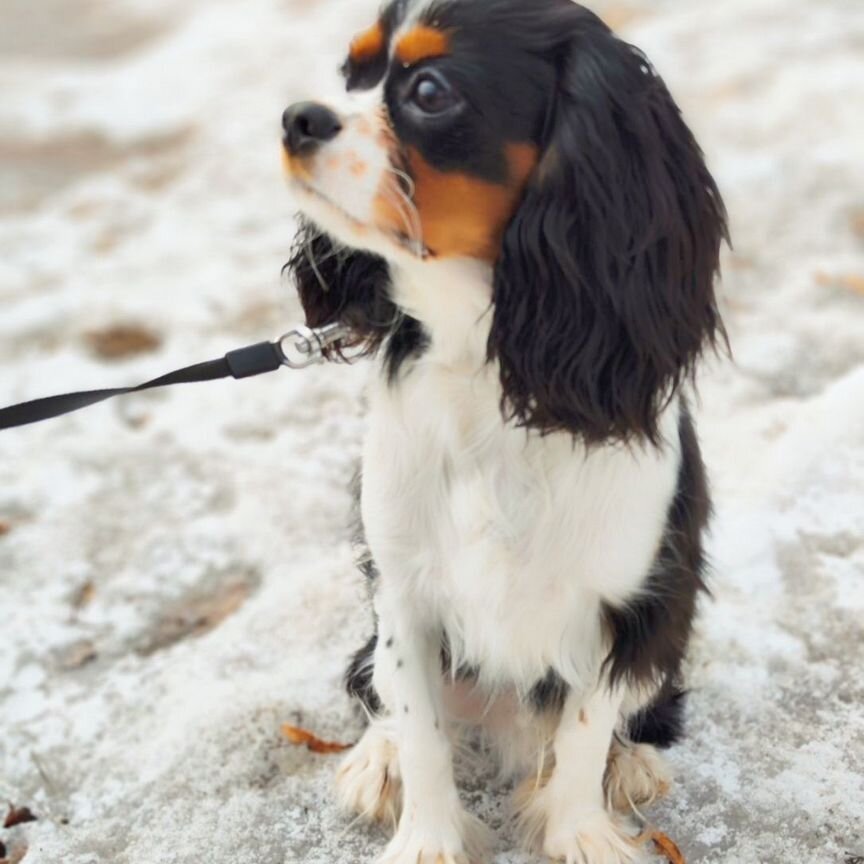 Кавалер кинг чарльз спаниель