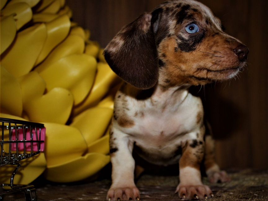 Щенки Таксы мрамор и классика (есть доставка)