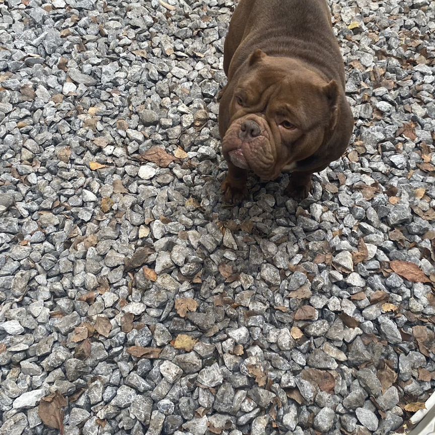 Девочка ам булли