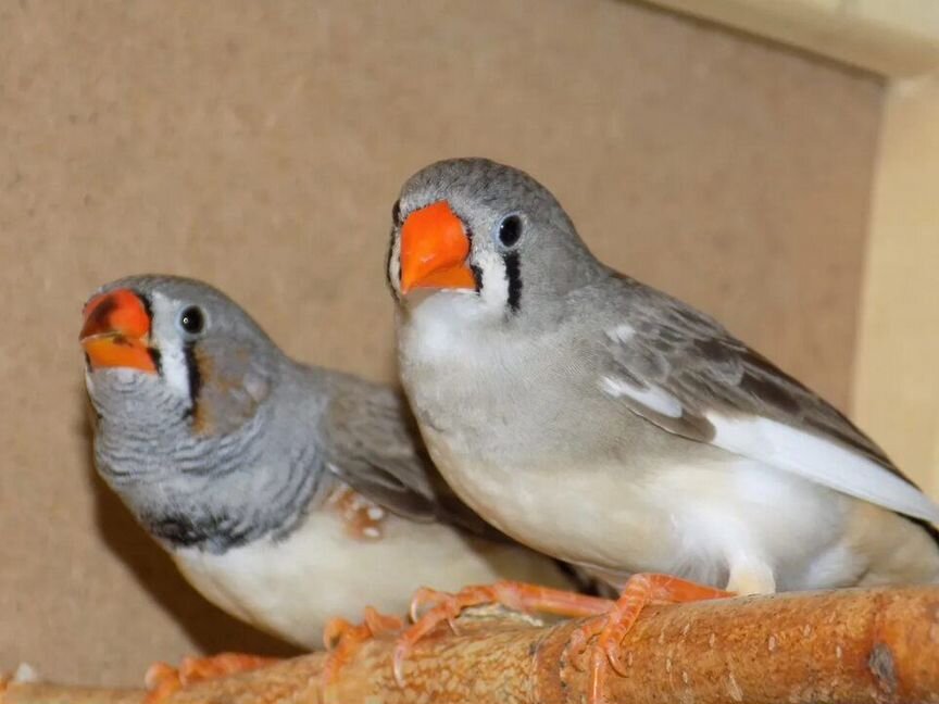 Зебровые амадины