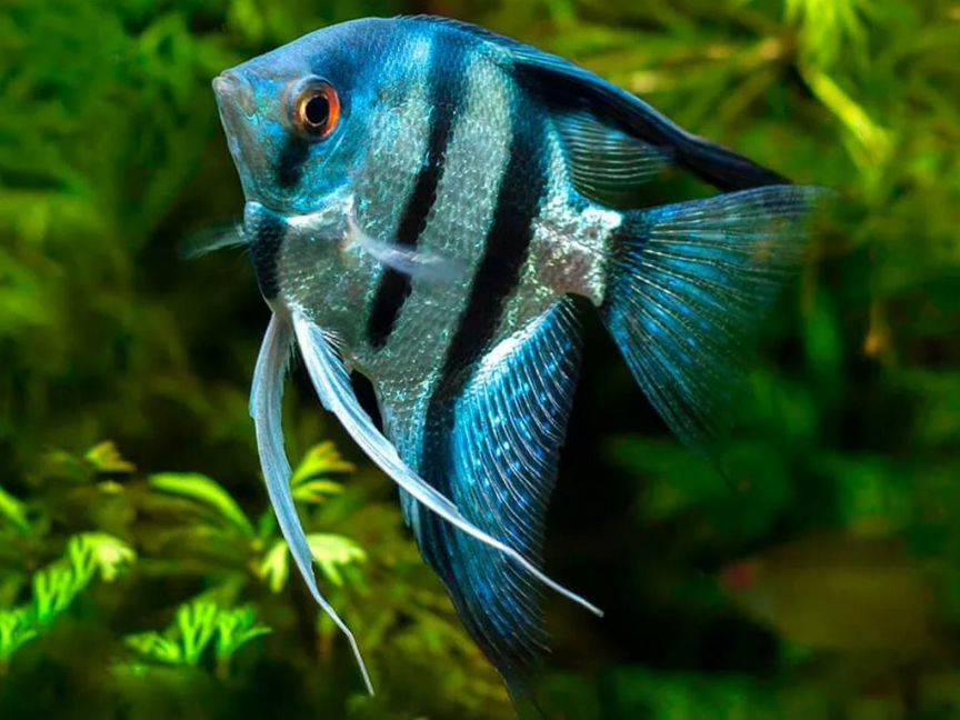 Скалярия голубая, мирные цихлиды