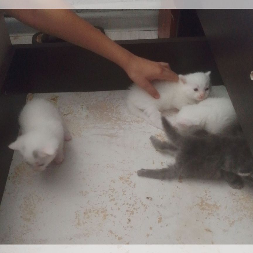 Домашние животные котята