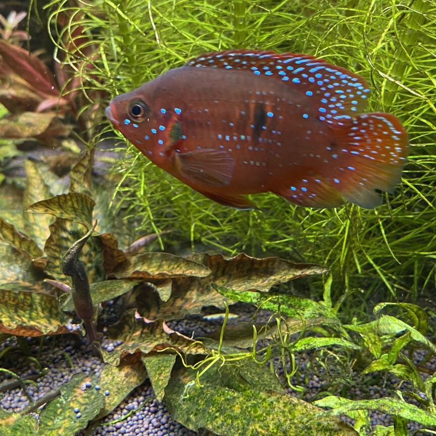 Хемихромис лифалили баллон