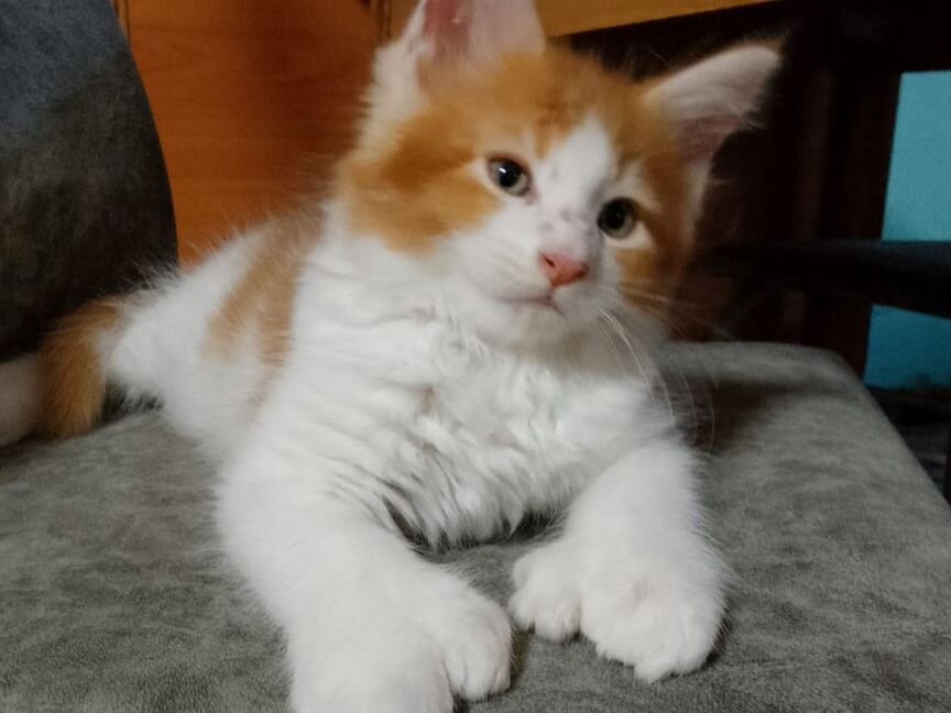 Мейн кун полидакты