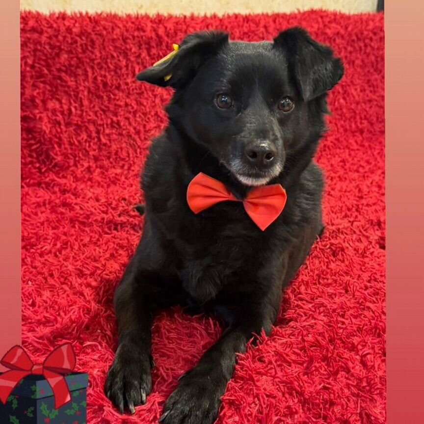 Взрослый пёс в добрые руки