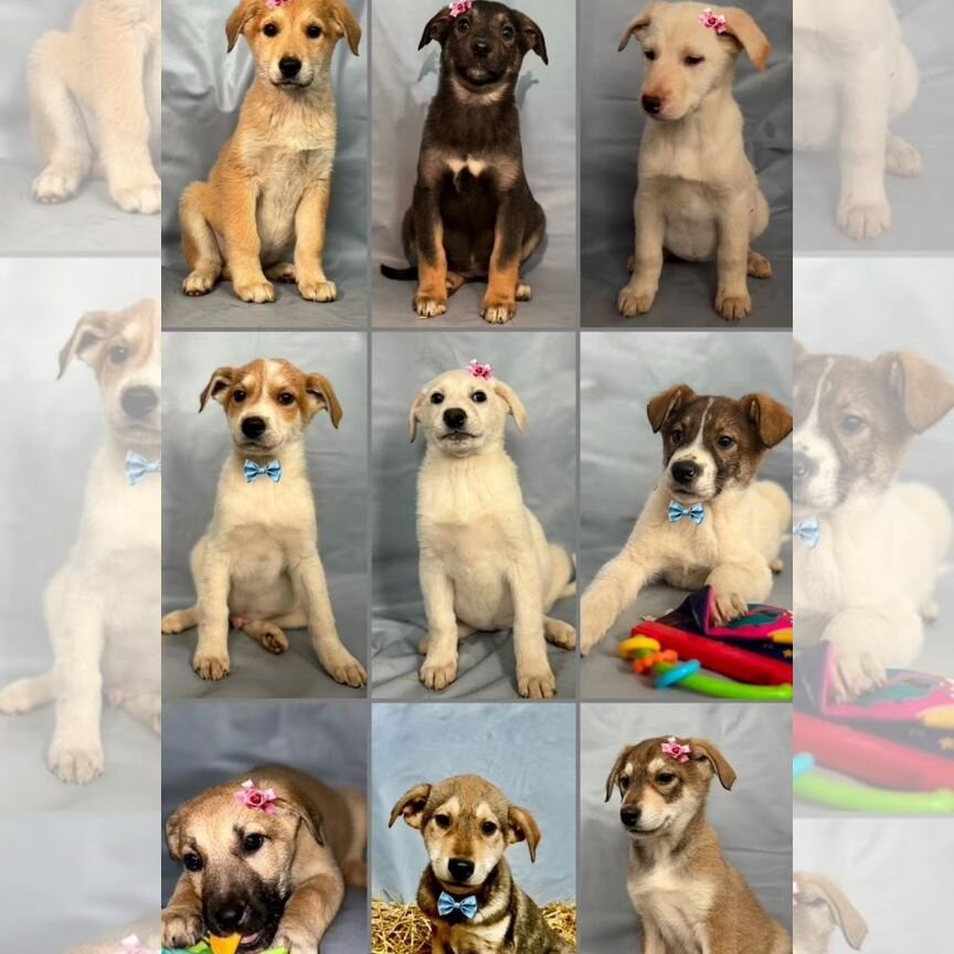 Щенок в добрые руки