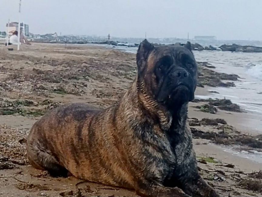 Щенки кане корсо от шикарных родителей