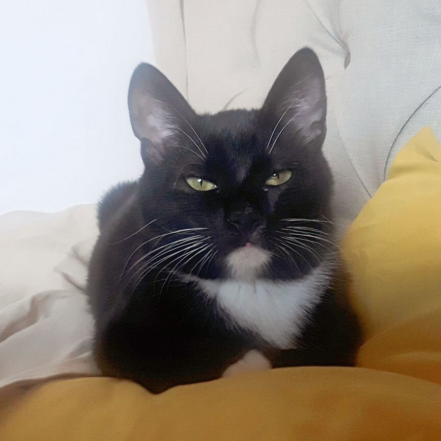 Кошка