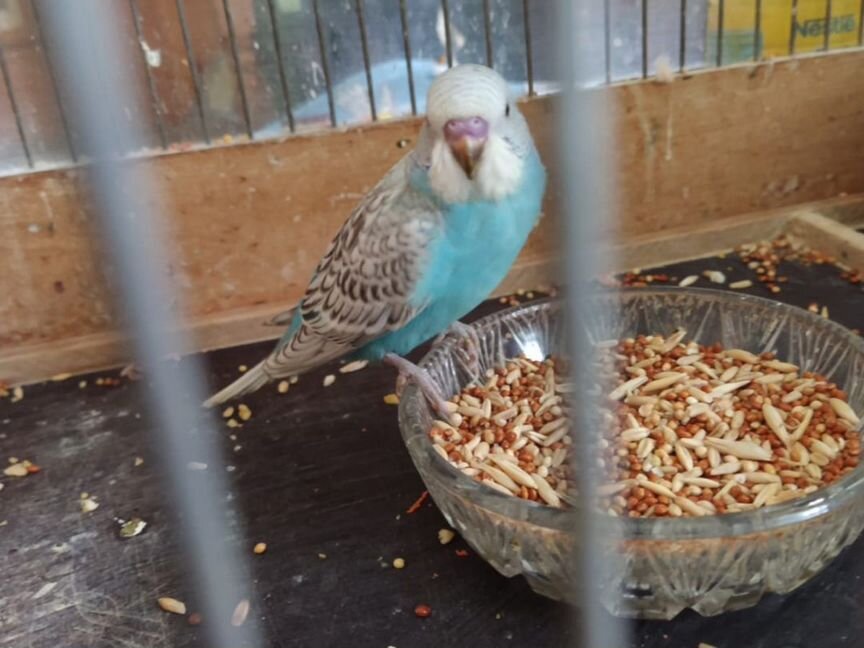 Волнистый попугай птинец