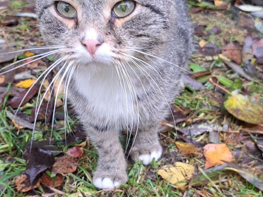 Молодой супер ласковый котик очень хочет домой