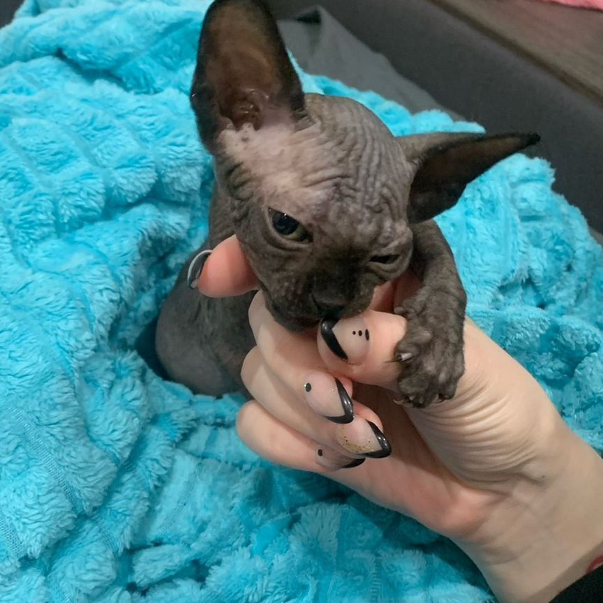 Канадский сфинкс котёнок