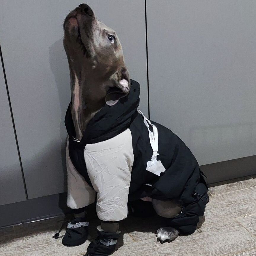 Комбинезон для собак мелких и средних пород