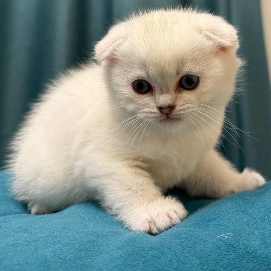 Шотландский вислоухий короткошёрстный котёнок