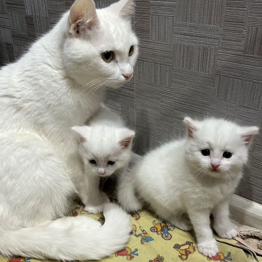 Шотландский прямоухий длинношёрстный котёнок