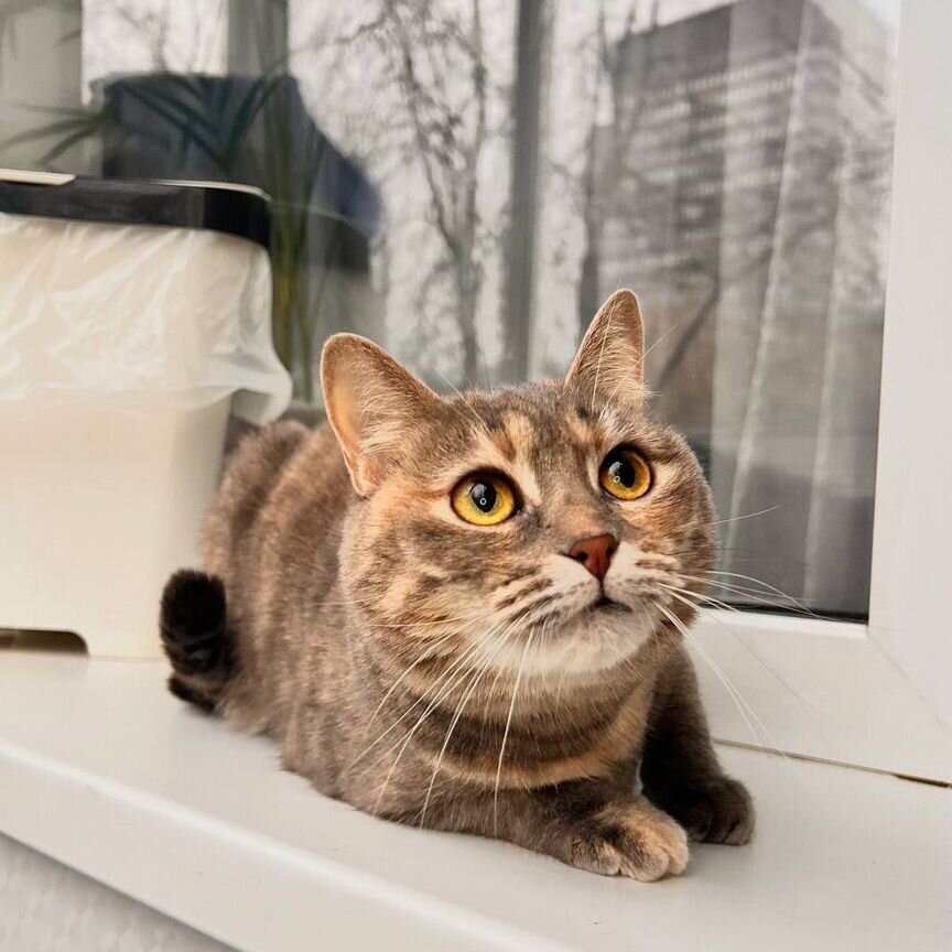 Кошка в добрые руки. Бесплатно