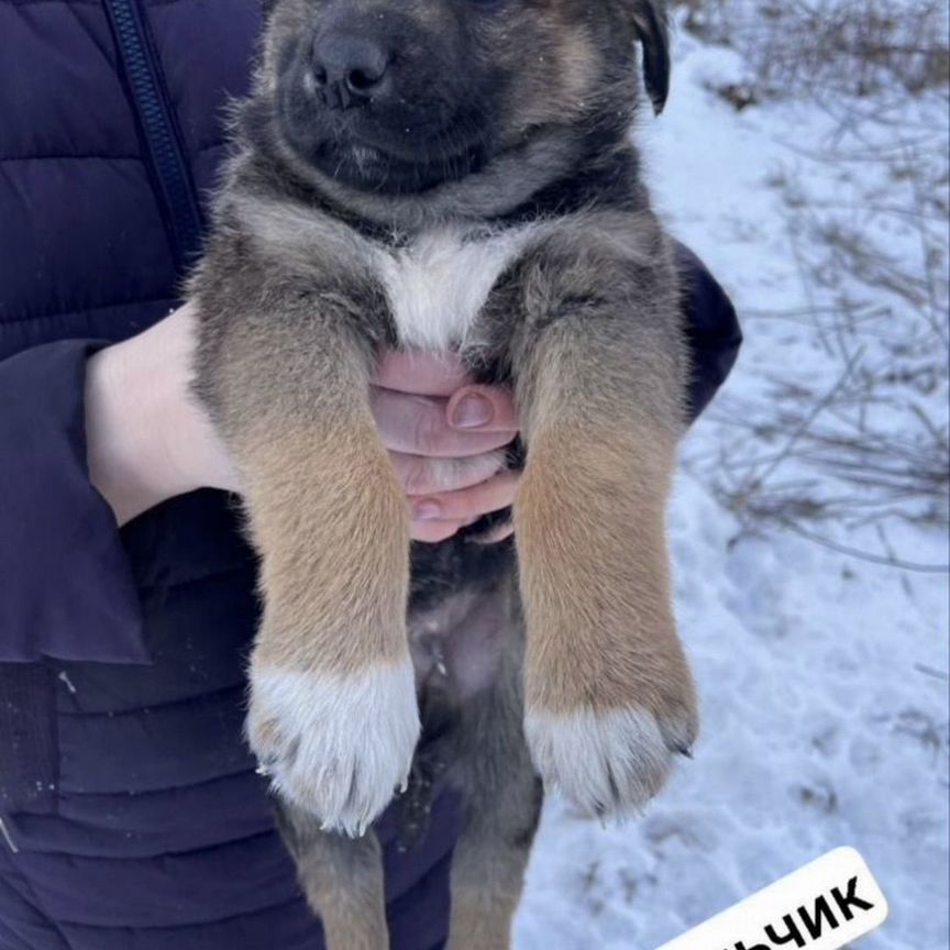 Милые щеночки ищут дом